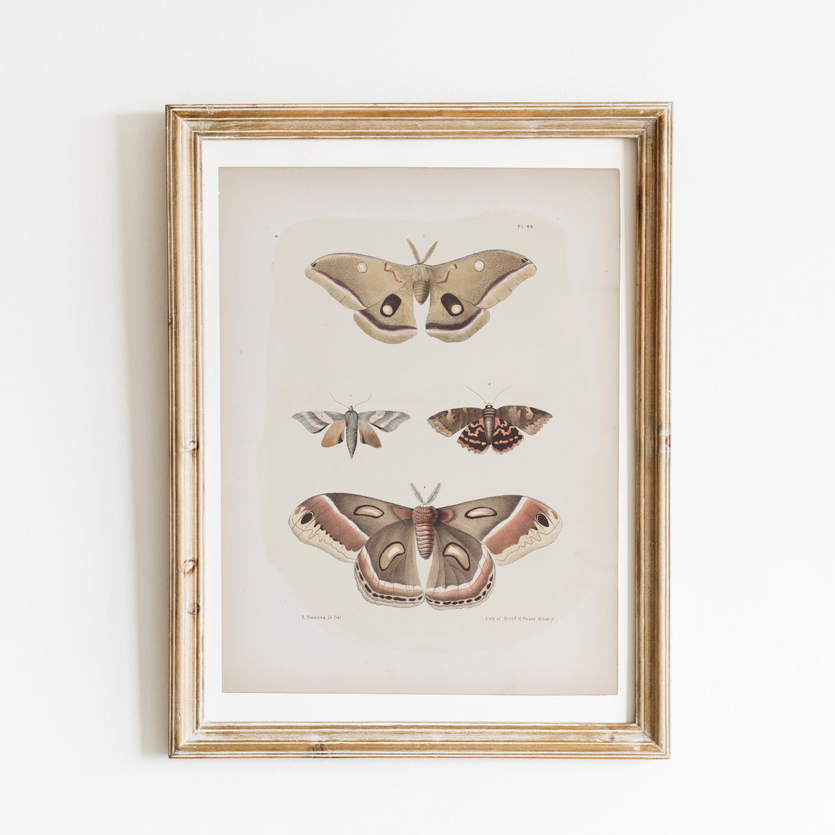 Antique Moth Illustration – Sandstone and Sage